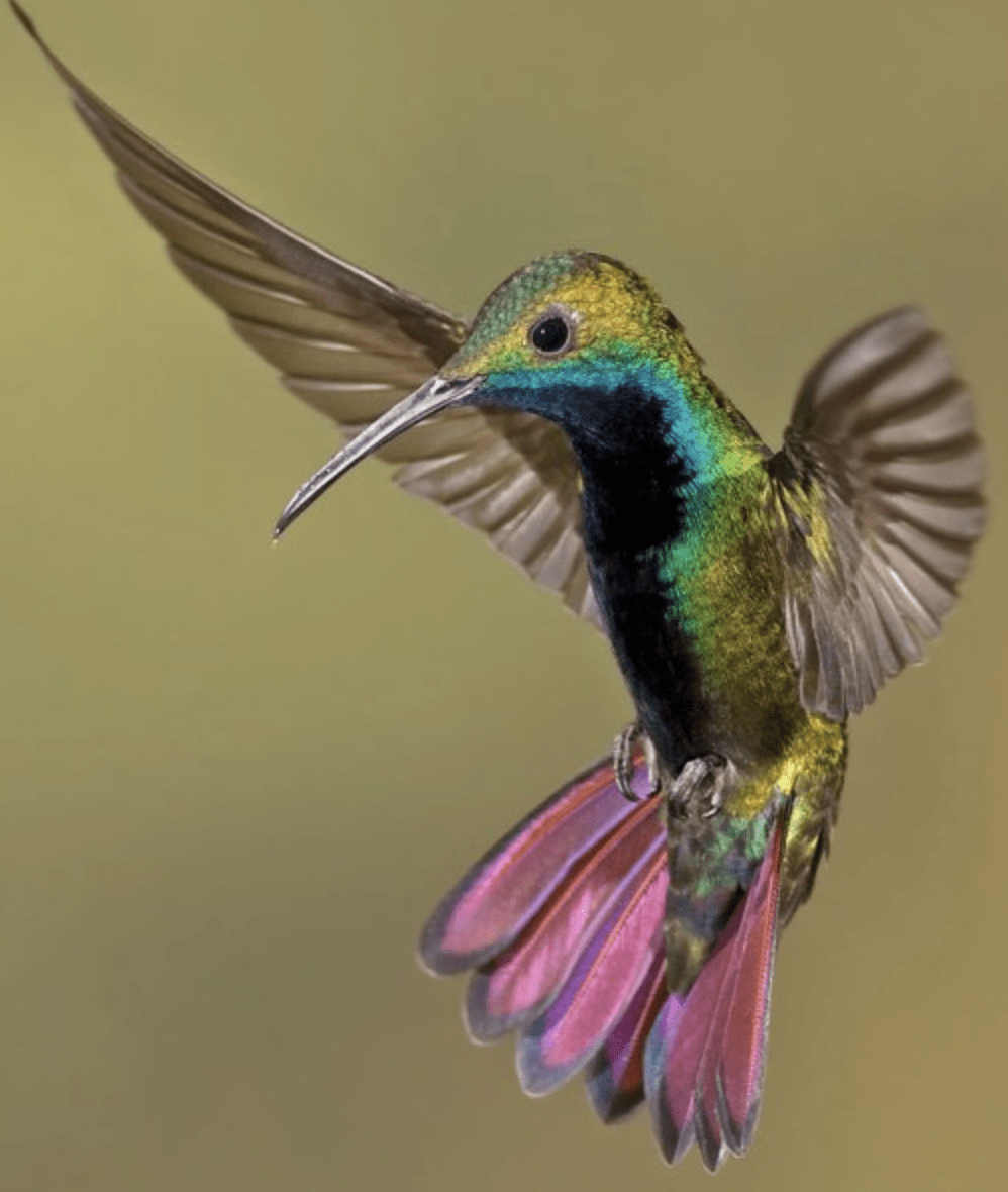 Colibri tornasol 30X40 - Alemi - Diamond Painting Colibri tornasol 30X40 - Alemi - Diamond Painting